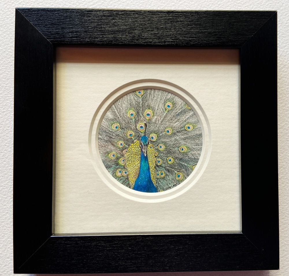 Perki Peacock – Sue Lippiatt – Atelier Asteria